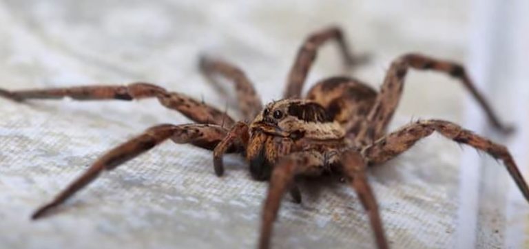 Why are There So Many Spider Webs in My Garage? (How to Clean)