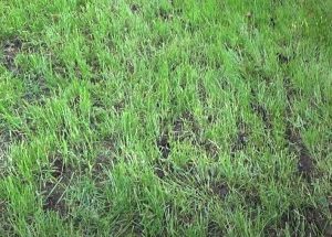 Grass Seed Showdown: Scotts Landscapers Mix Vs Contractors Mix